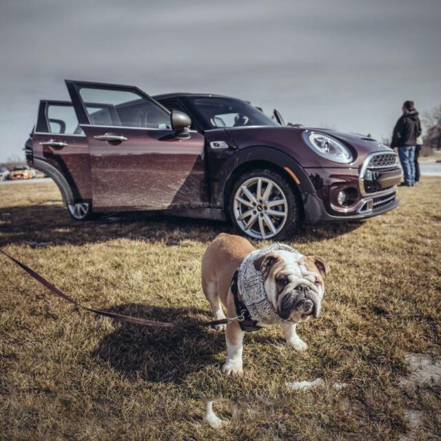 Dog In Mini Cooper Ubicaciondepersonas cdmx gob mx